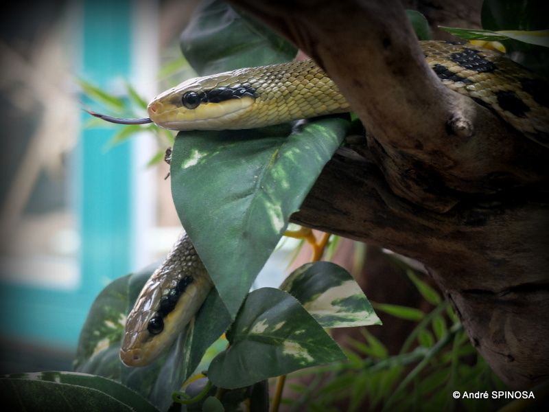 Martel_Lot : Reptiland - spinosa andré 46