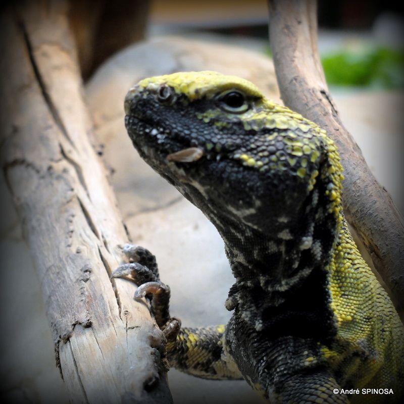 Martel_Lot : Reptiland - spinosa andré 46