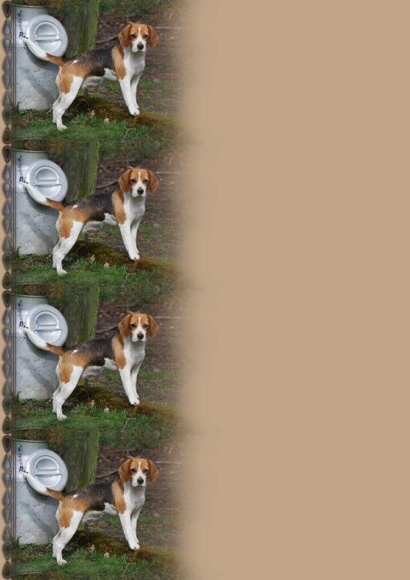 Beagle fond uni Incredimail & Papier A4 h l & outlook & enveloppe & 2 ...