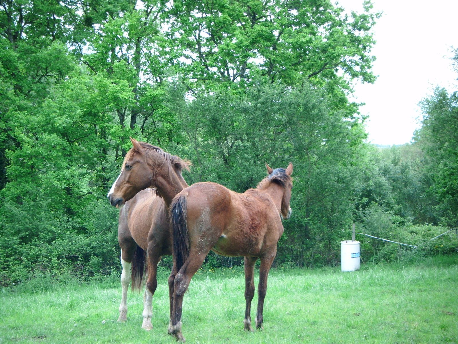cheval et poulain - Equitation monte en amazone