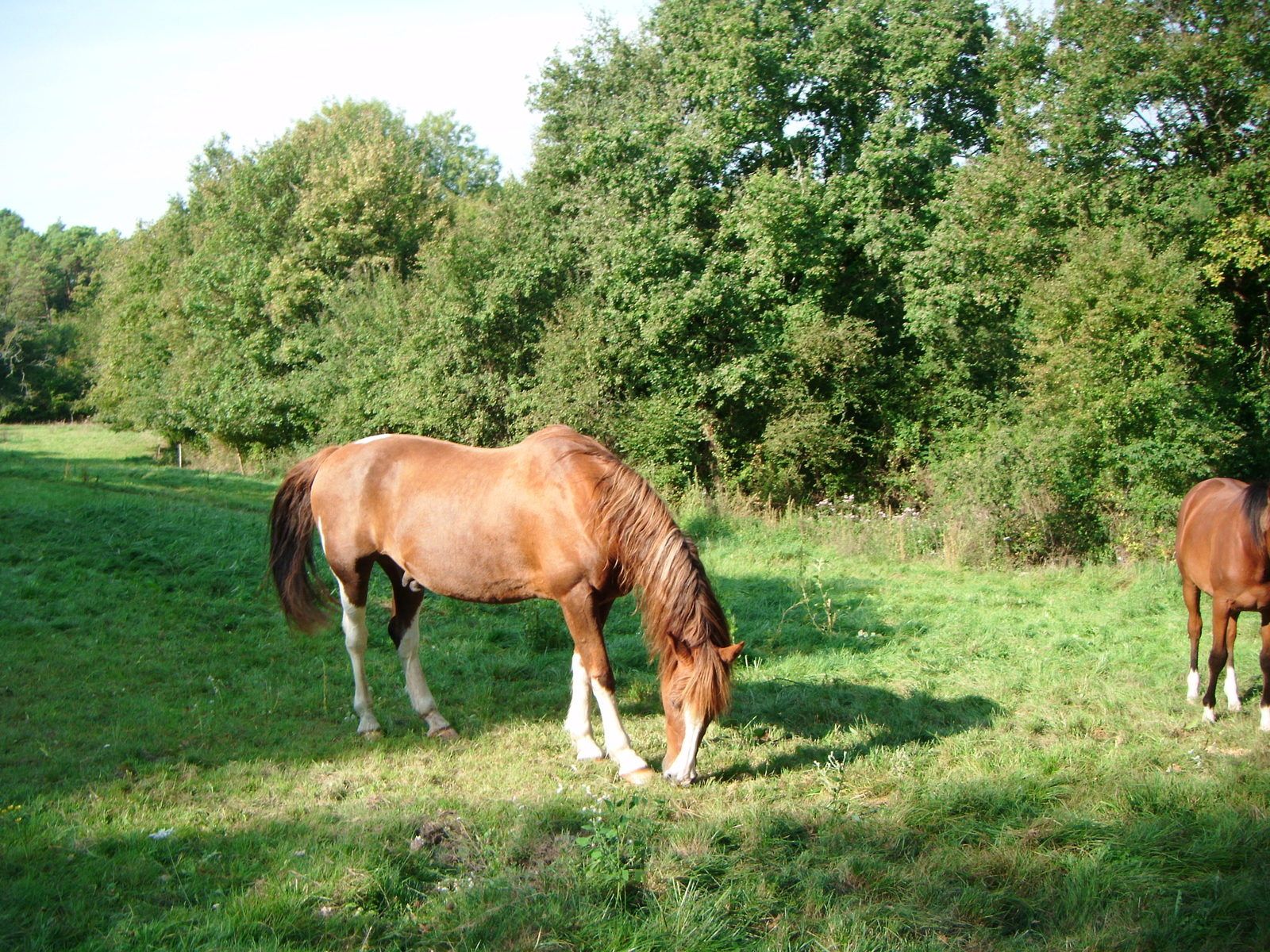Au pré... - Equitation monte en amazone