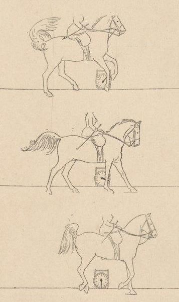 Equitation en amazone : Thérèse Renz ou Rentz - Equitation monte en amazone