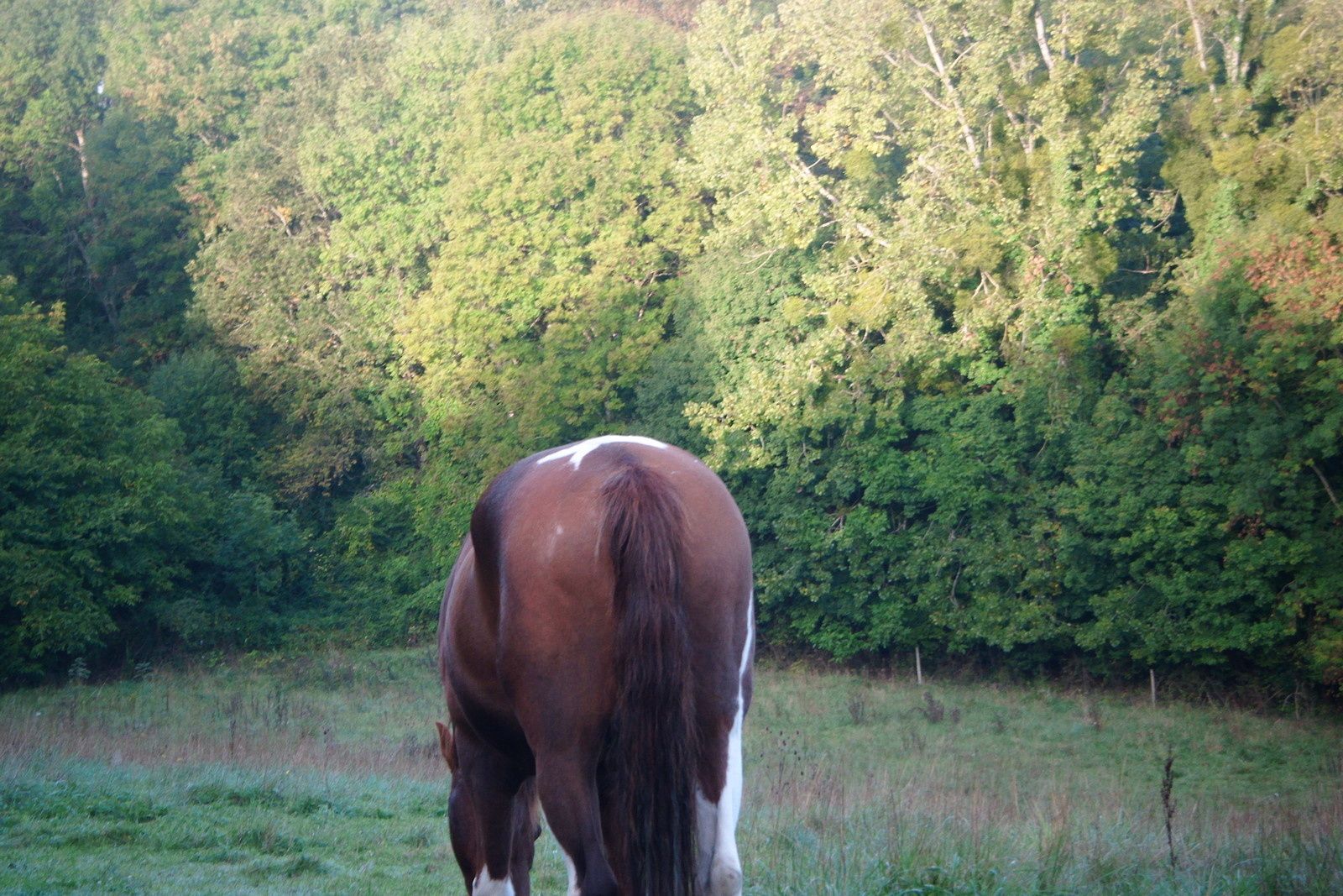 croupe - Equitation monte en amazone