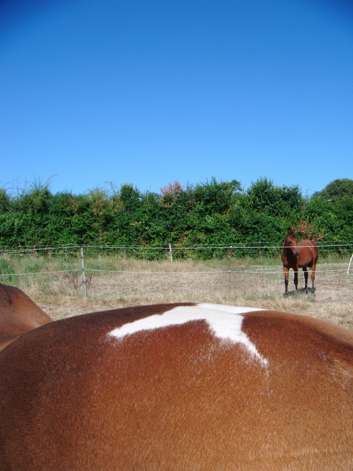 croupe! - Equitation monte en amazone