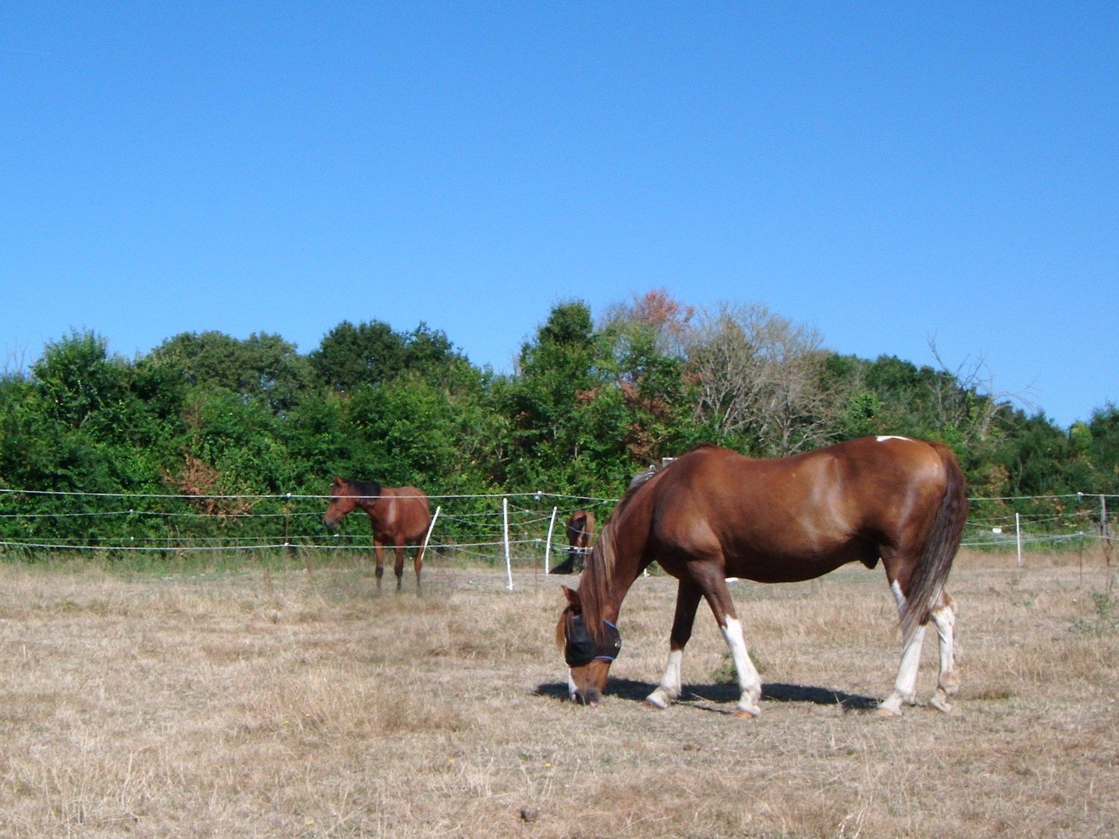 croupe! - Equitation monte en amazone