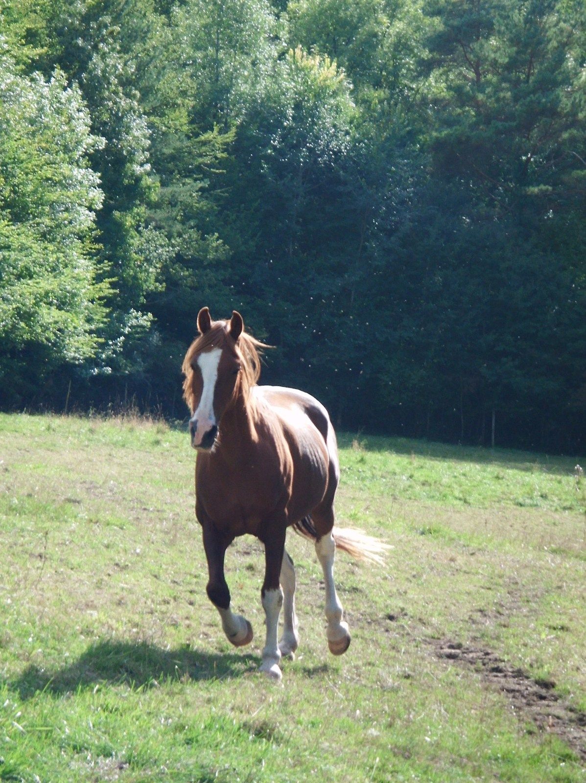 dans la série - Equitation monte en amazone