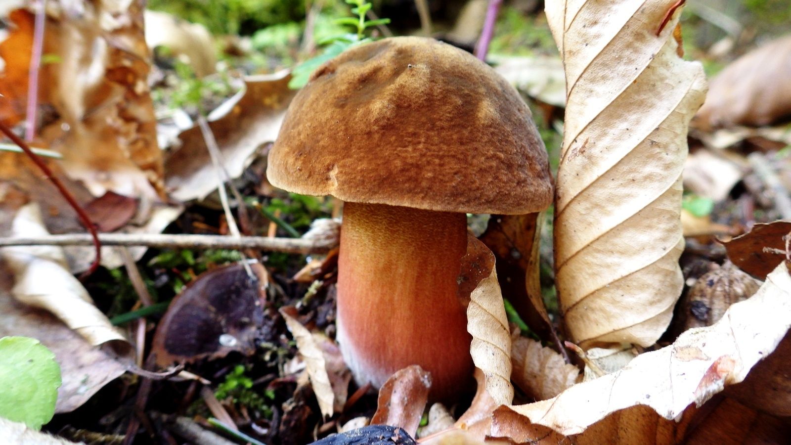 BOLET à PIED ROUGE / Alsace / Haut-Rhin / Recette - Le blog DécoRécup'