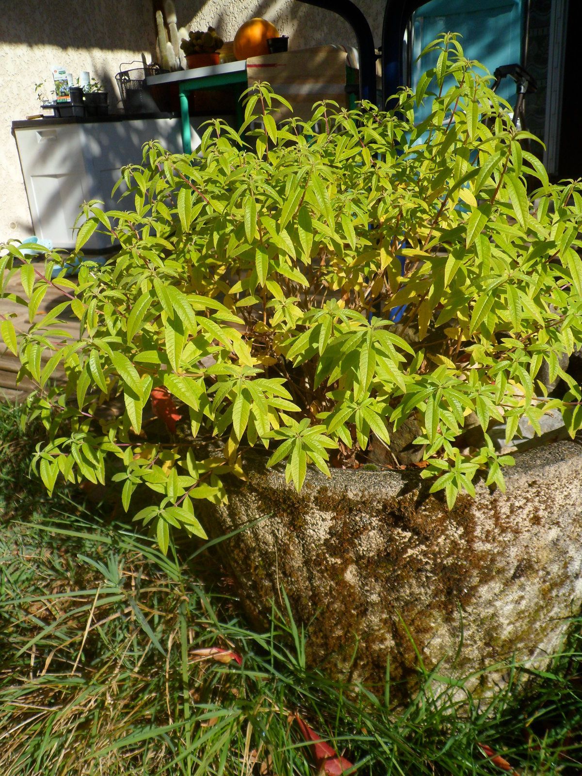 Verveine citronnelle (Aloysia citrodora, Aloysia triphylla ou Lippia ...