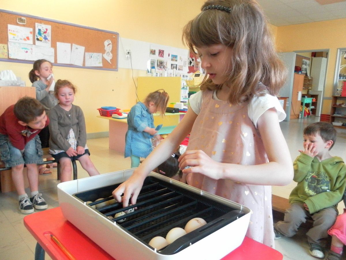 Un petit élevage en classe... - Ecole Ste Geneviève Astaffort