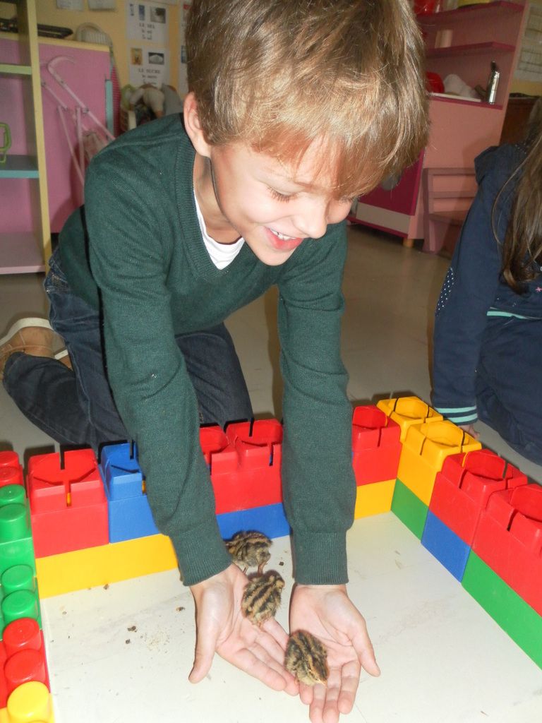 Un petit élevage en classe... - Ecole Ste Geneviève Astaffort