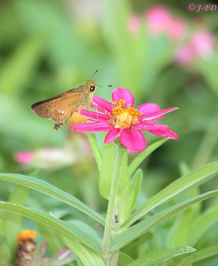 Mes papillons du Japon - Promenades-Nature