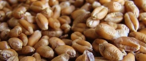 Grains de blé. Michèle Drissen - Mamandeuil.over-blog.com