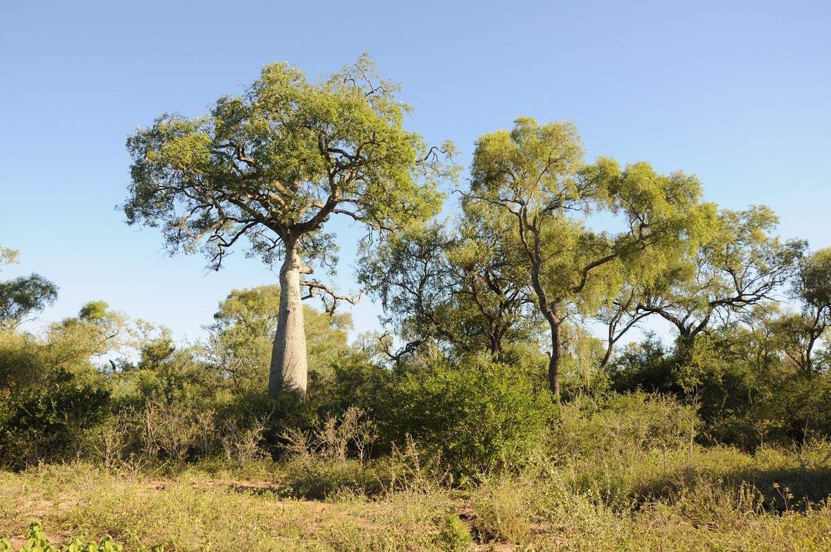 Proyecto de creación del Parque Nacional "El Impenetrable" del Chaco ...