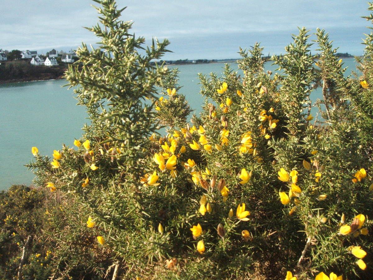 BRETAGNE - Le blog de Déran Malek