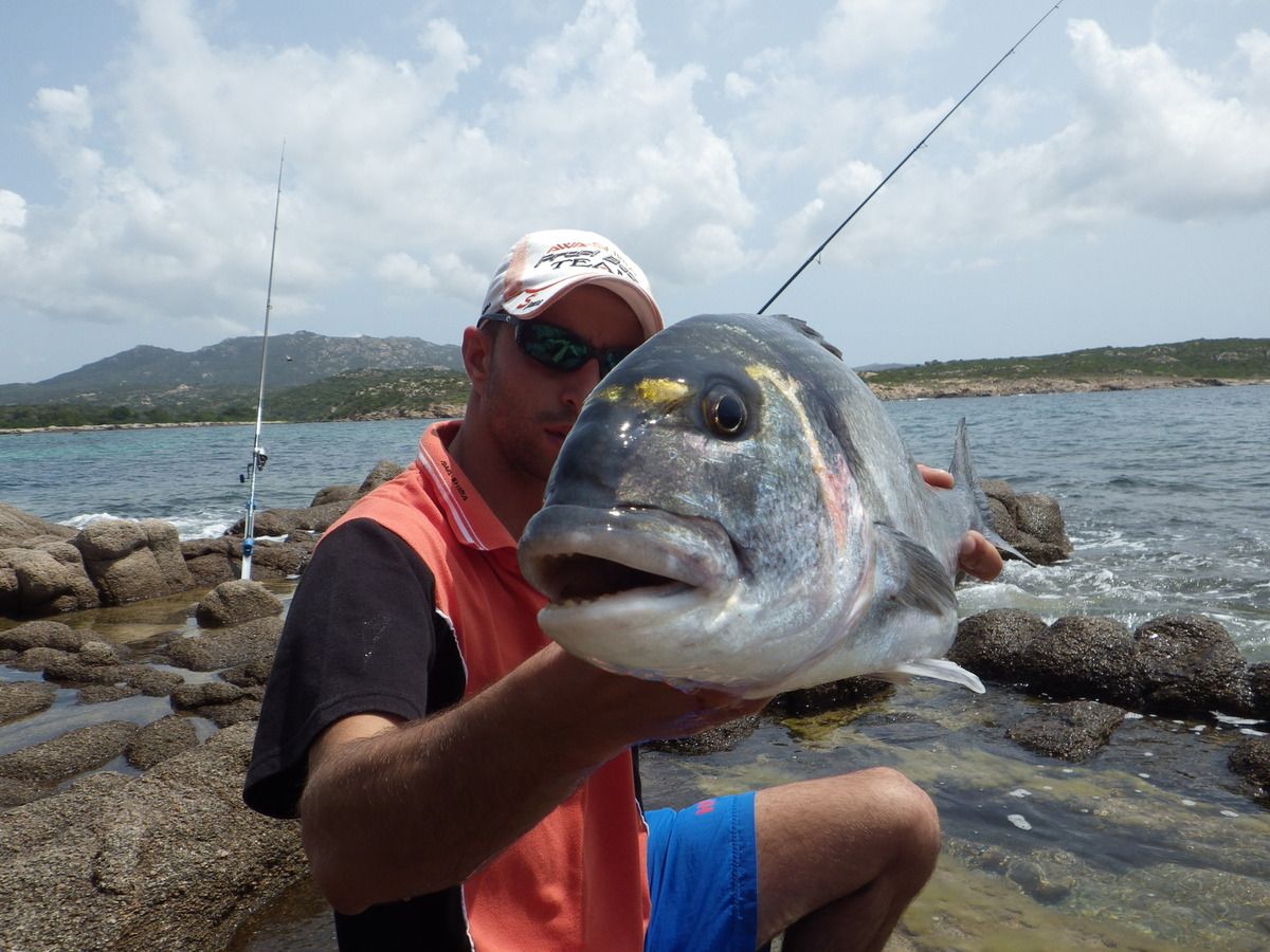 Comment pêcher la grosse daurade royale en méditerranée ? - Team ...