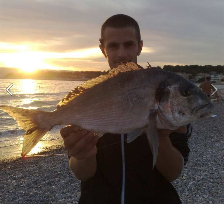Comment pêcher la grosse daurade royale en méditerranée ? - Team ...