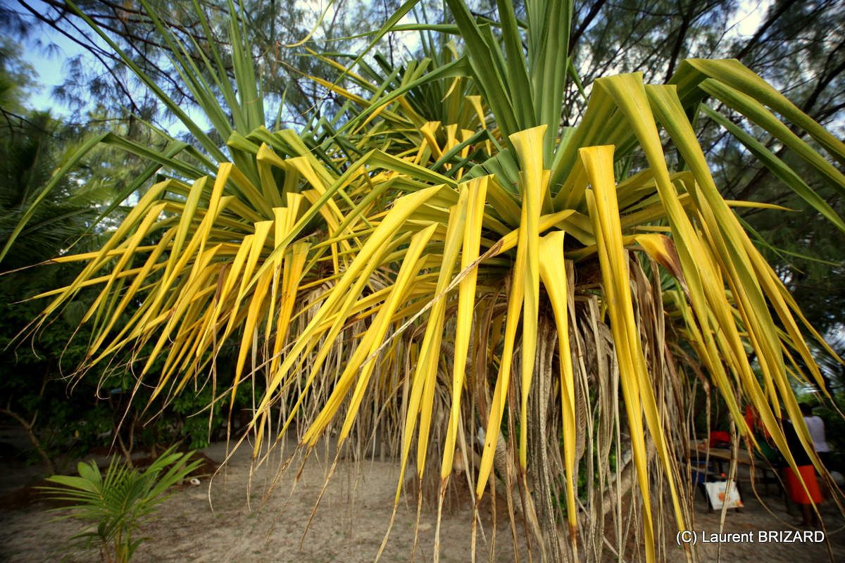 Une Ile en jaune ... - Couleurs de Nouvelle-Calédonie