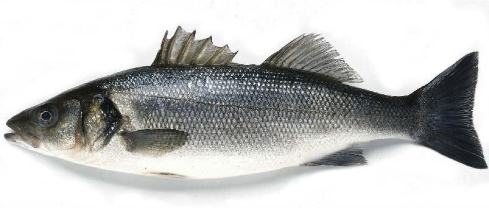 Dossier Spécial Pêche au Bar (2/6) - Les différents noms et types de ...