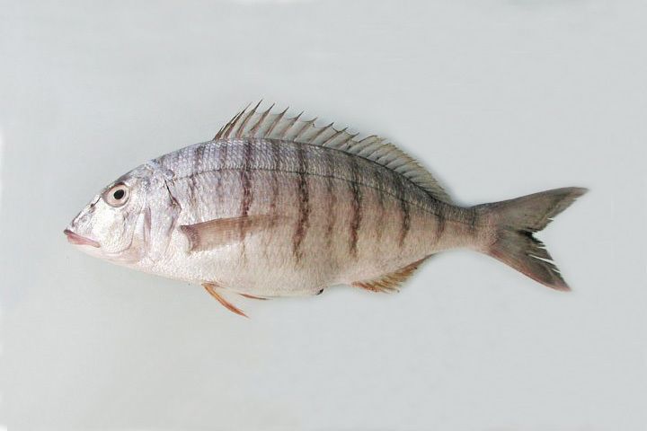 La pêche à la Daurade (2/5) - Les différents noms et types de Daurades ...