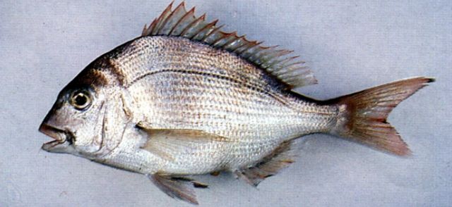 La pêche à la Daurade (2/5) - Les différents noms et types de Daurades ...