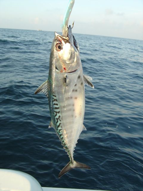 Pêcher le Thon (2/5) : Les différentes espèces de thons - ActuNautique.com