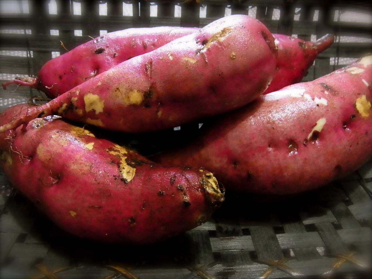 Patates douces et recette des Tchakin Shiboli - JAPON BALADES