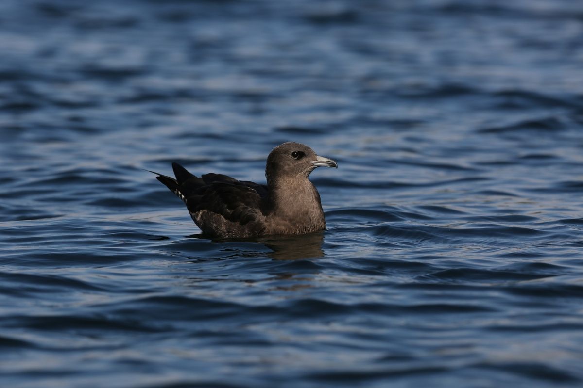 labbe pomarin - les oiseaux de Jablines....
