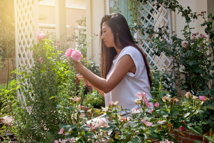 Maison En Bois Et Jardinage: Comment Planter Des Roses? - Chalet de jardin