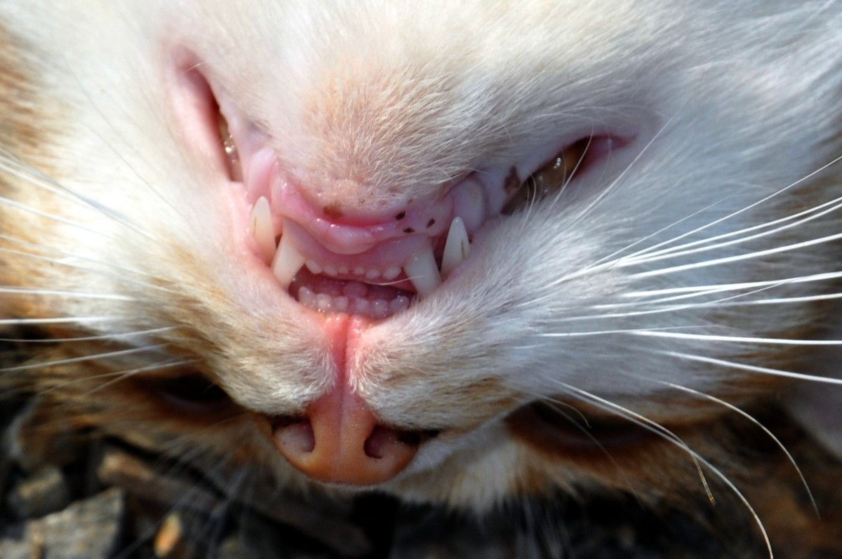 Le plus beau sourire chat - Autour de