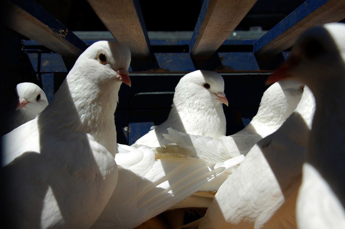 Histoire de pigeonnier avec pigeons et chats - Autour de