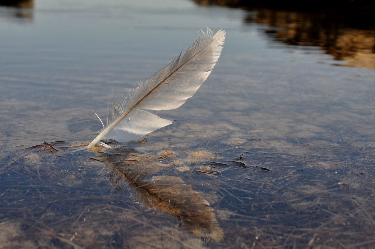 roche et plume dans l'eau du lac - Autour de