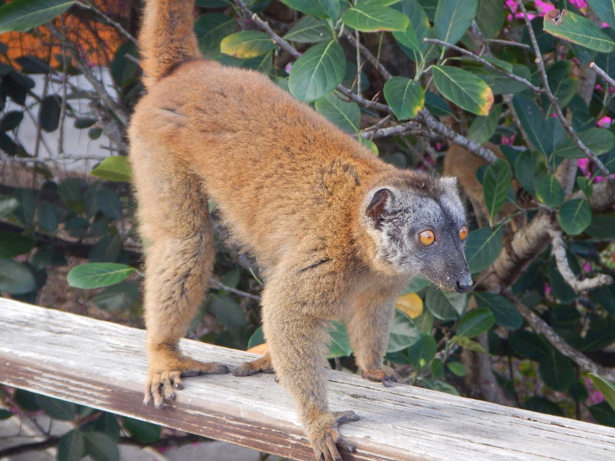 Les makis - Allier à Mayotte