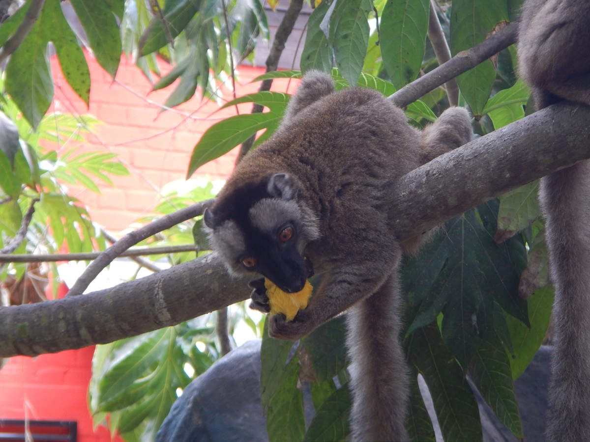 Les makis - Allier à Mayotte