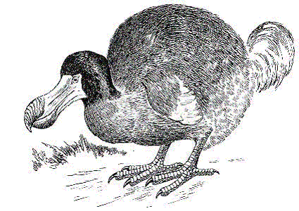 Diricawl Harry Potter