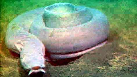 Lobalug (Verlieu) - Harry-Potter-Les-animaux-fantastiques.over-blog.com