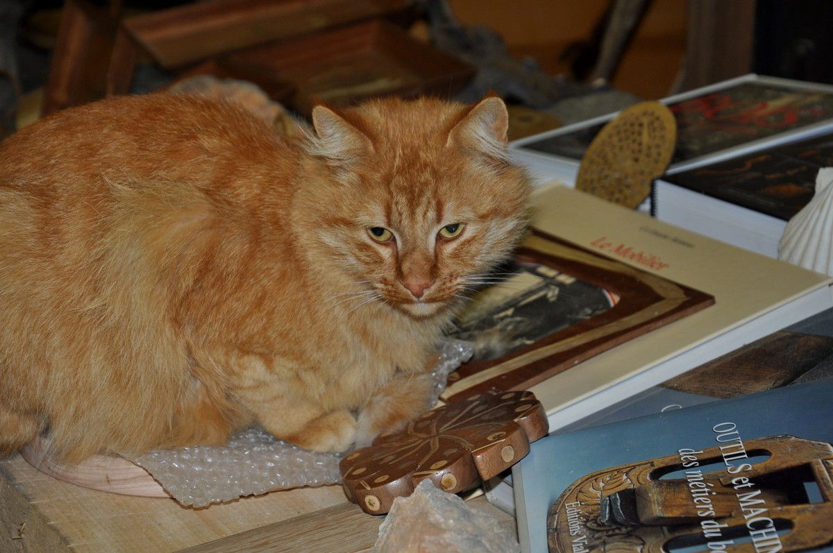 Chachou gardien des savoir-faire - Miaulerie de rouquins