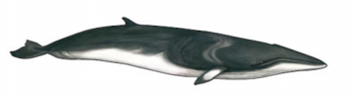 Canada - le petit rorqual et le rorqual commun - Un tour demain autour ...