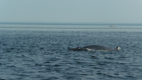 Canada - le petit rorqual et le rorqual commun - Un tour demain autour ...