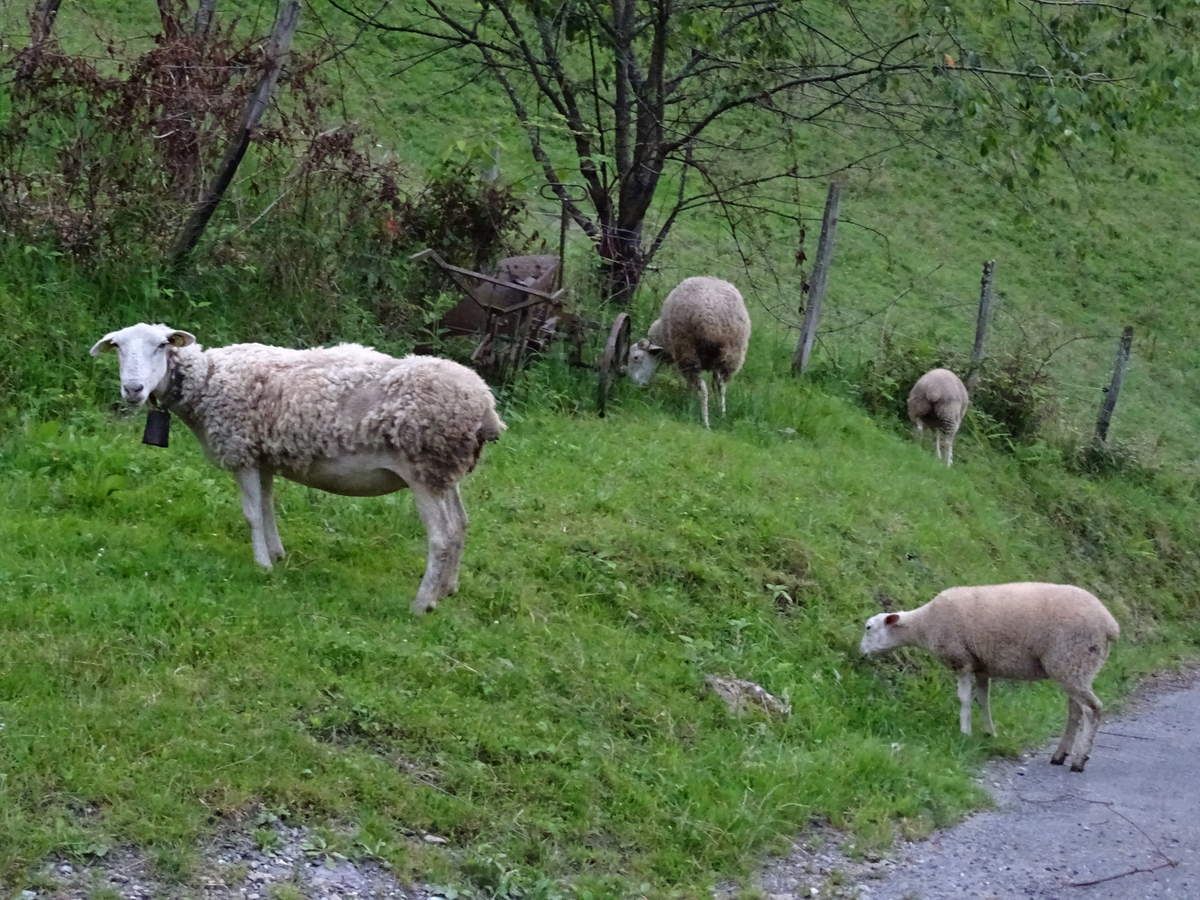 Quand j'entends les moutons - Une maison en montagne
