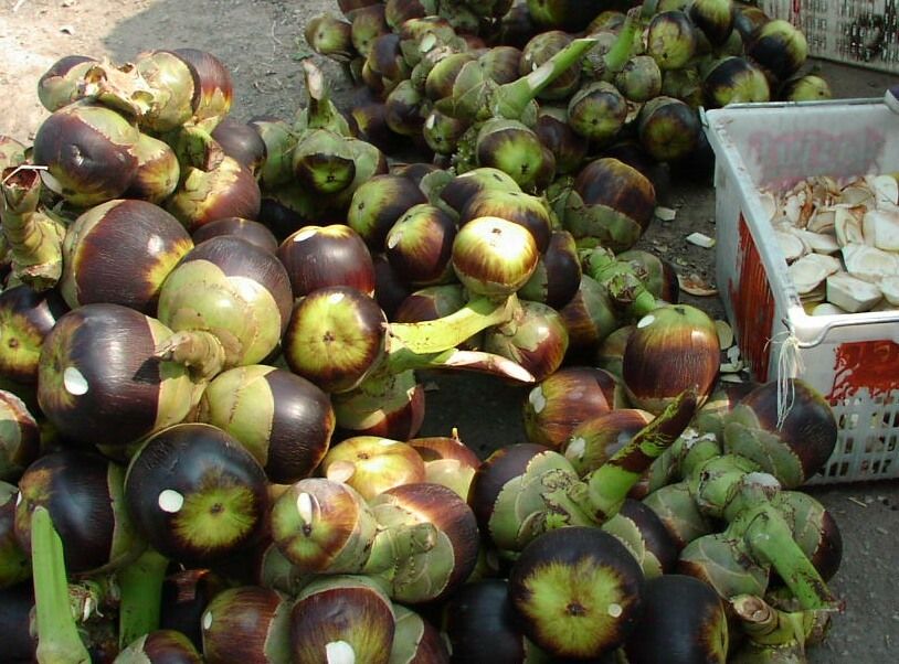 Le Rônier - Dabou Sem