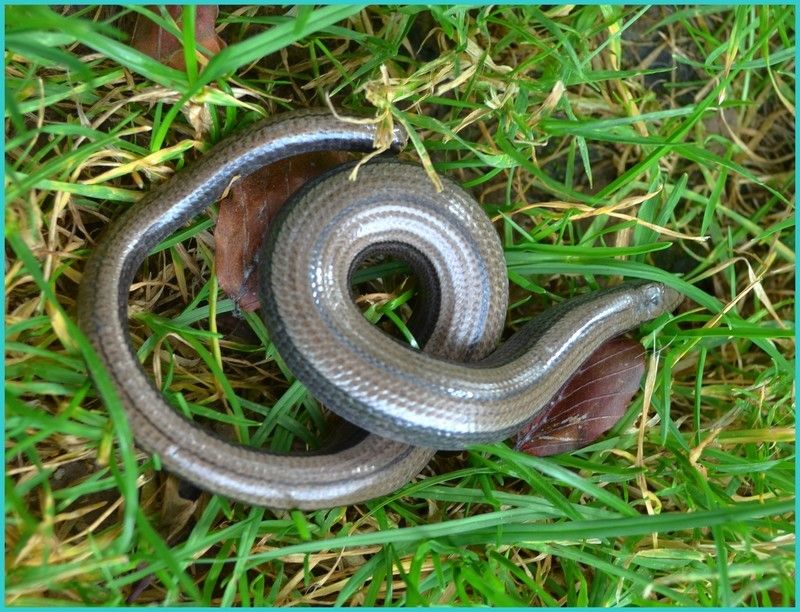 L'orvet, un lézard sans pattes ! - Le jardin de Trézé