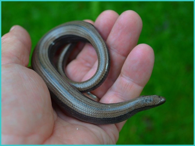 L'orvet, un lézard sans pattes ! - Le jardin de Trézé