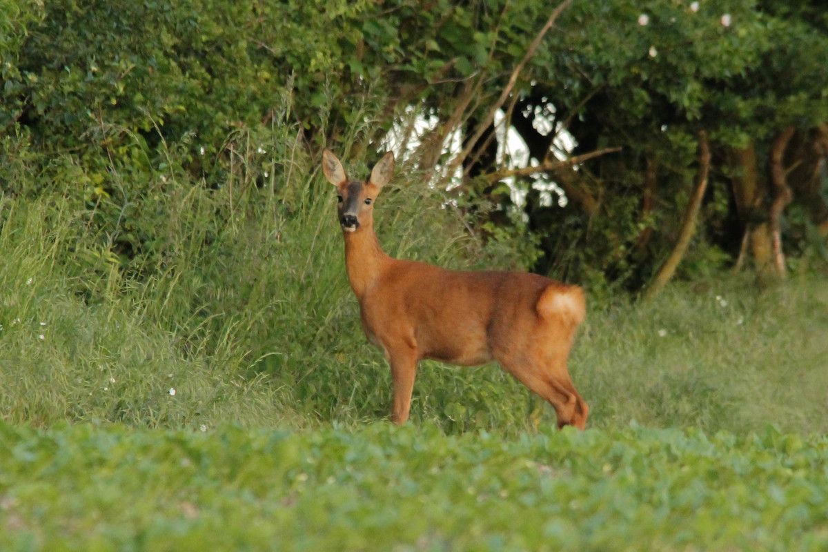 Chevreuils - Boules de Plumes
