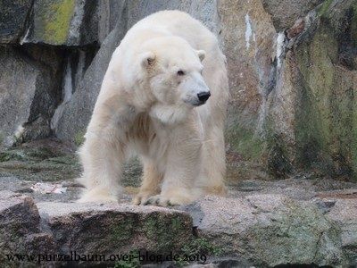 Und schon wieder Wochenhalbzeit - Blog von purzelbaum