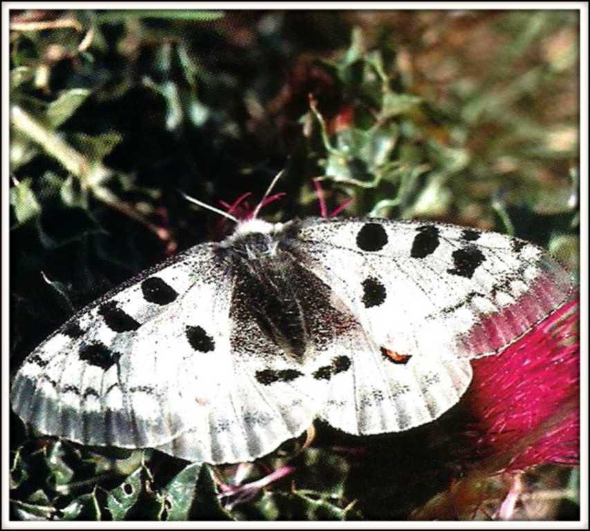 Papillons - "Apollon" - Balades comtoises