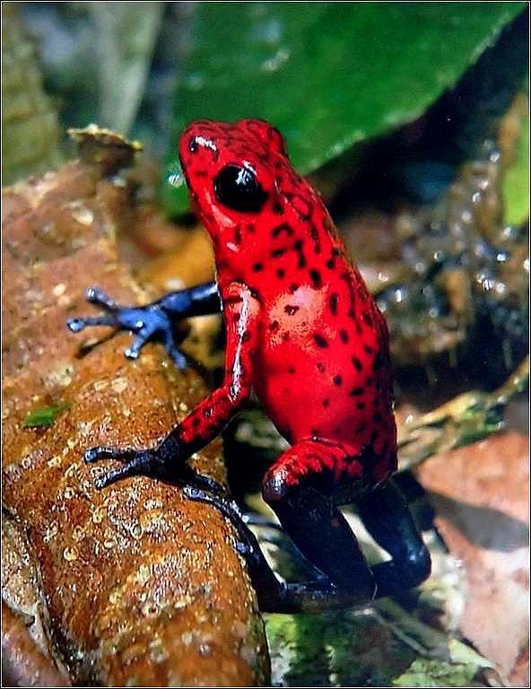 Grenouille rouge - dandrobate - Balades comtoises