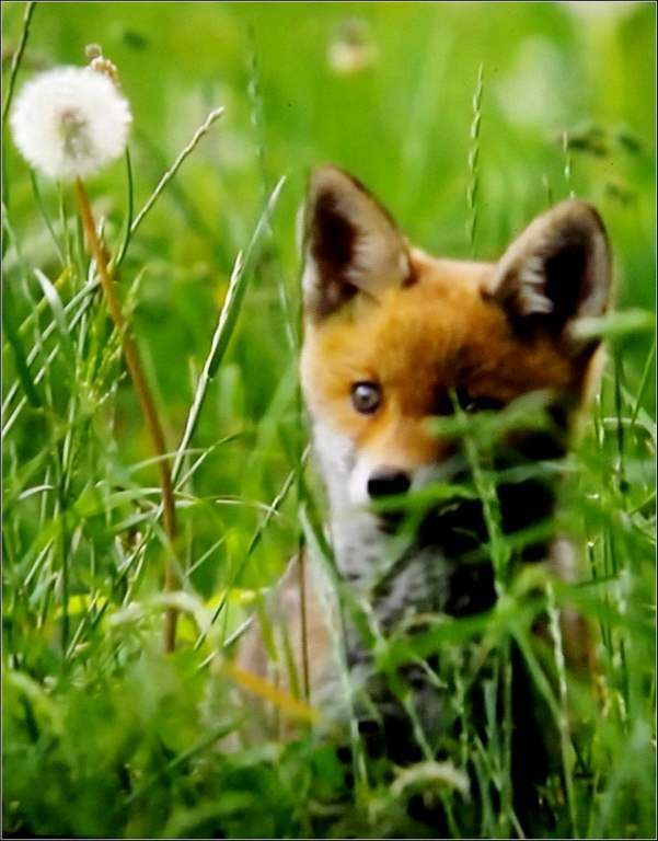 Animaux sauvages - renardeau - Balades comtoises
