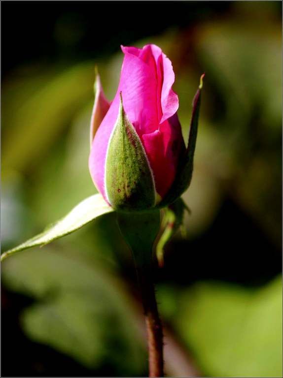 Les roses - Balades comtoises