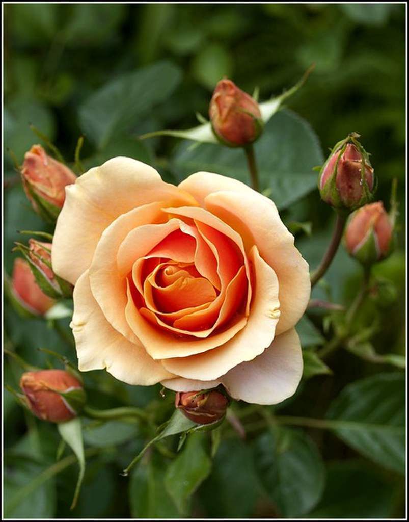 Les roses - Balades comtoises