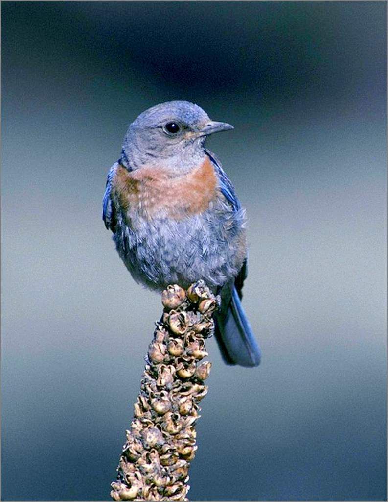 Les oiseaux - merle bleu - Balades comtoises